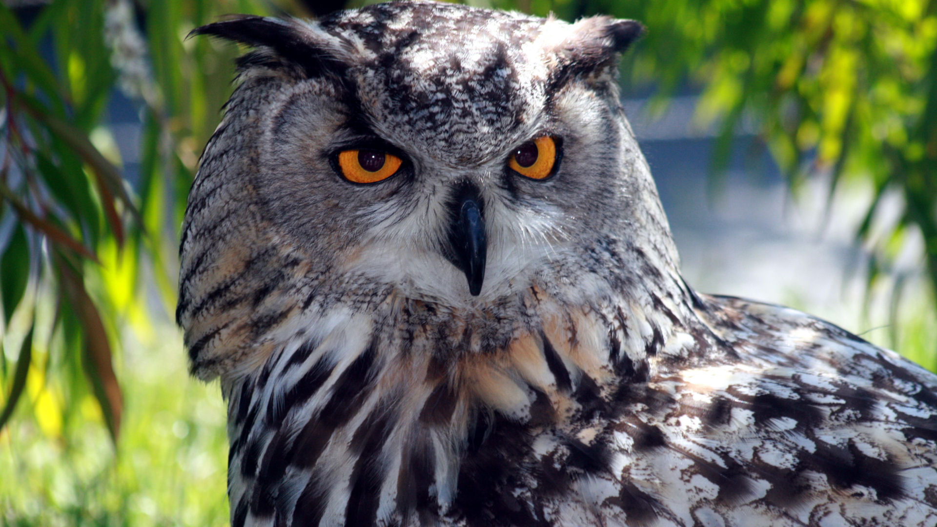 Jardin des Hiboux - Roofvogels - Kinderboerderij - Ardennen.nl