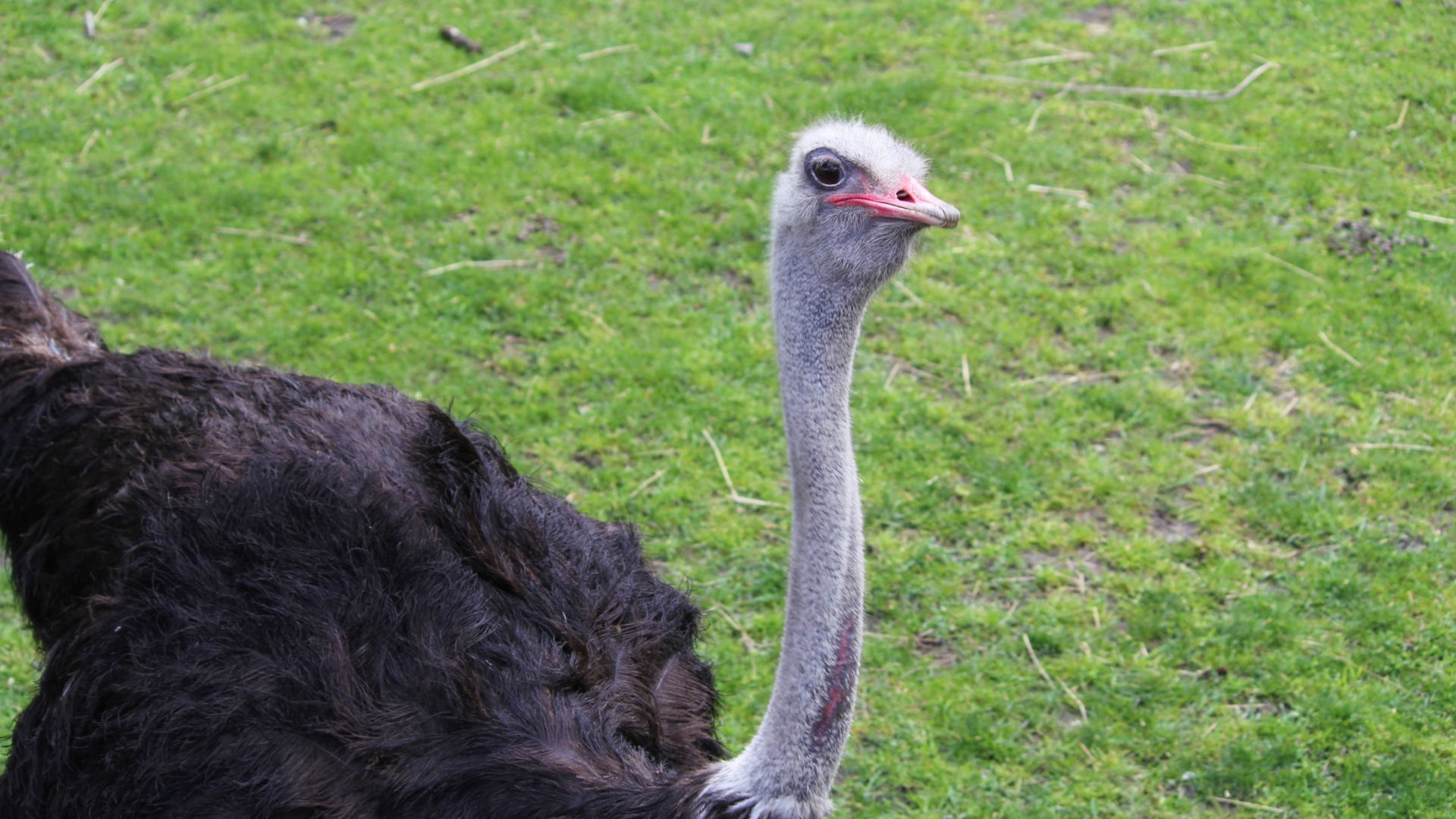 Struisvogelkwekerij Dinant - Alles wat u moet weten - Ardennen.nl Struisvogelkwekerij Dinant - Alles wat u moet weten - Ardennen.nl