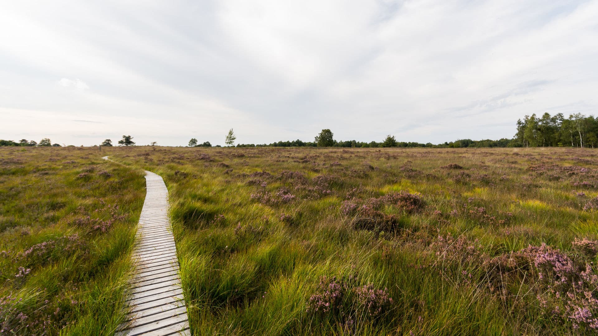 Wandelroute door de venen van Spa - Ardennen.nl - vakanties & informatie